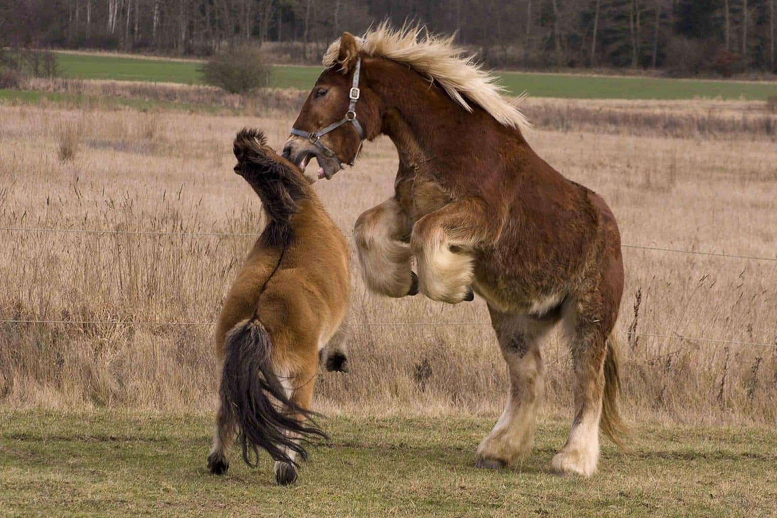 Top 10 races de chevaux les plus grandes au monde (+ tailles) | Galopyr