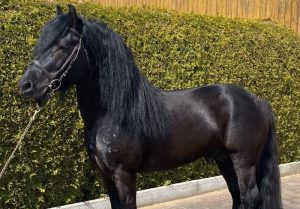 Top 10 des races de chevaux noirs 🖤 | Galopyr