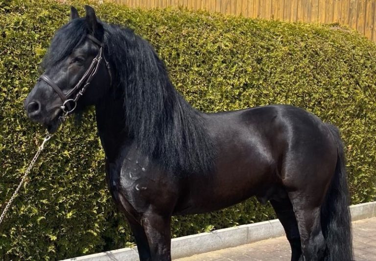 Top 10 des races de chevaux noirs 🖤 | Galopyr
