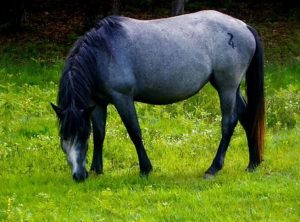Top 10 des races de chevaux noirs 🖤 | Galopyr