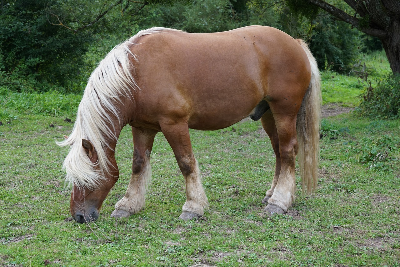 9 races de chevaux de trait français | Galopyr